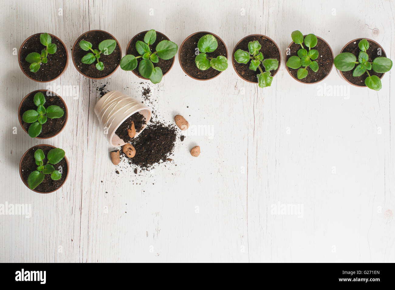 Sprouts indoor plants in pots Stock Photo - Alamy