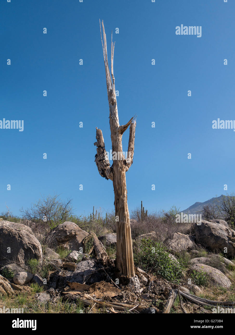 Saguaro skeleton, Sutherland Trail loop, Santa Catalina Mountains ...