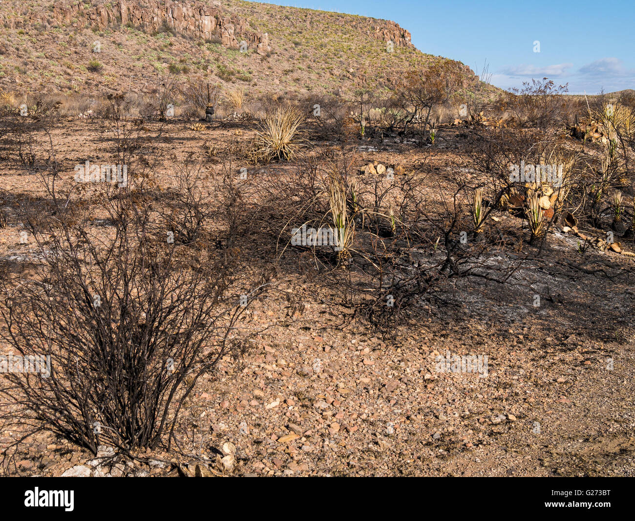 Burn area, Panther Junction, Big Bend National Park, Texas Stock Photo ...
