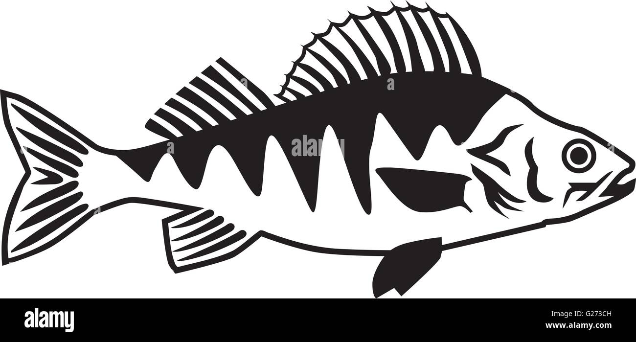 Perch fish vector Stock Vector Images - Alamy