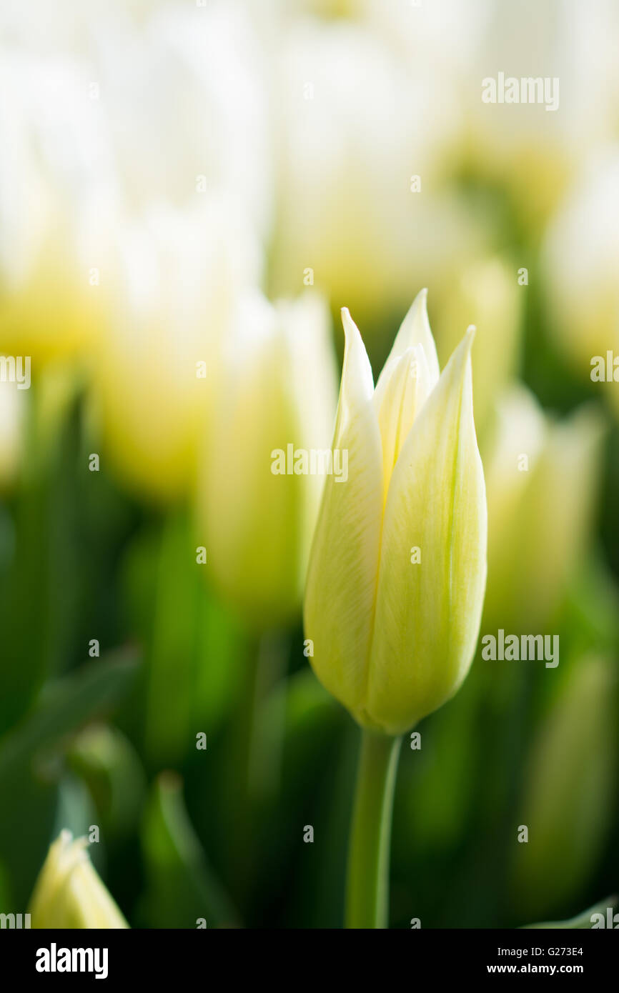 Fresh tulip of white color in nature in spring time Stock Photo - Alamy