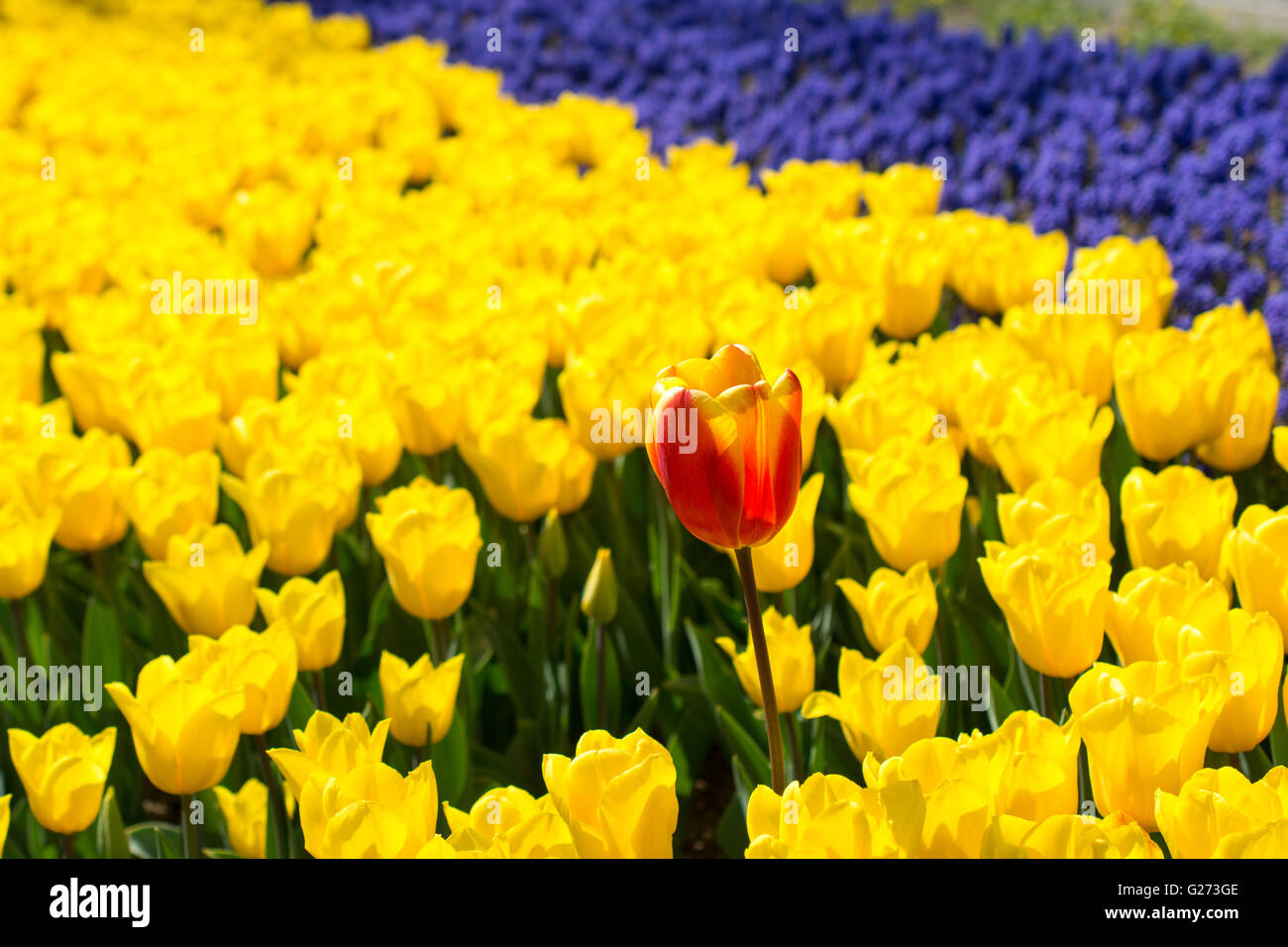 Tulips of yellow color in nature in spring time Stock Photo - Alamy