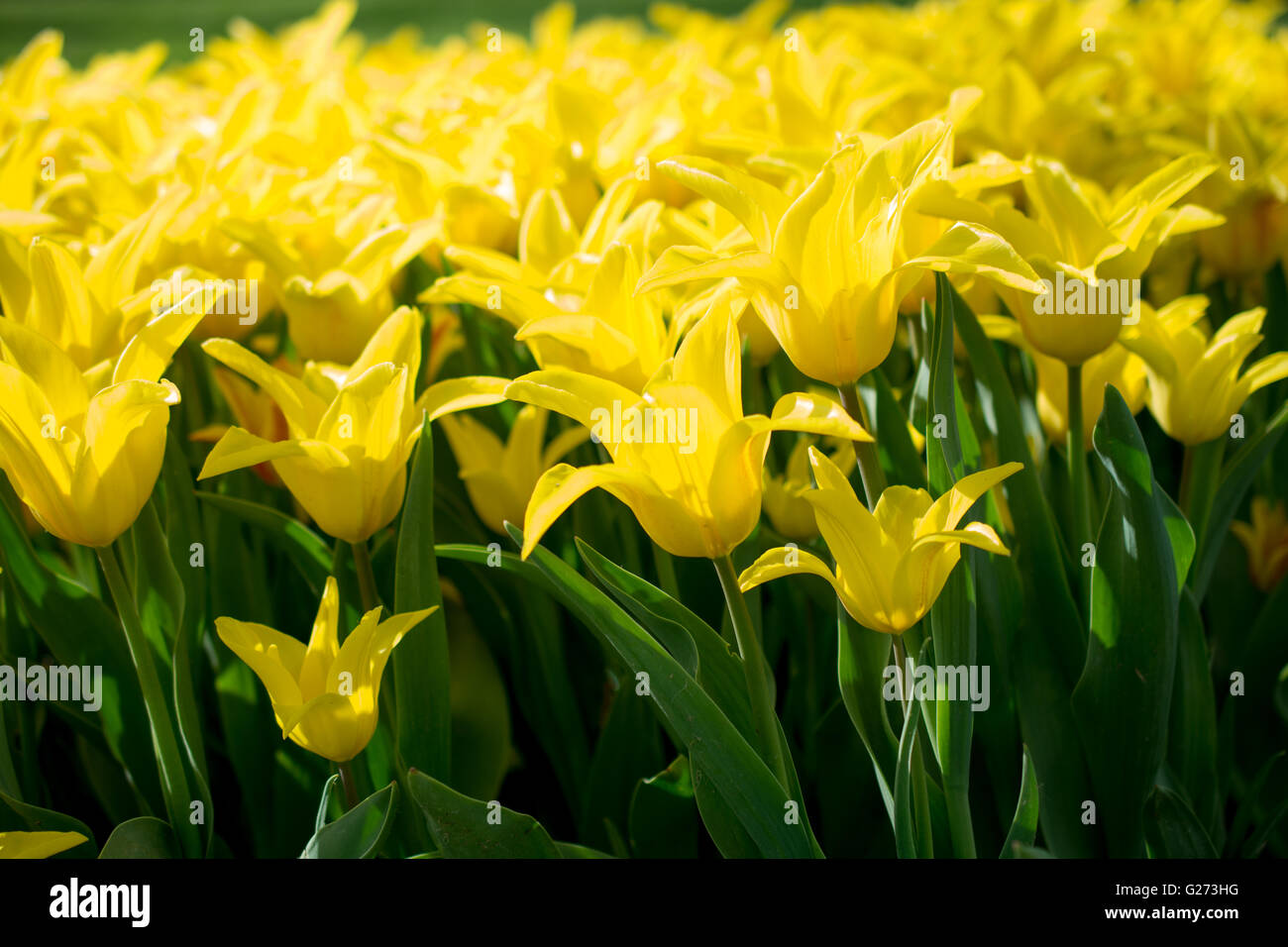 Tulips of yellow color in nature in spring time Stock Photo - Alamy