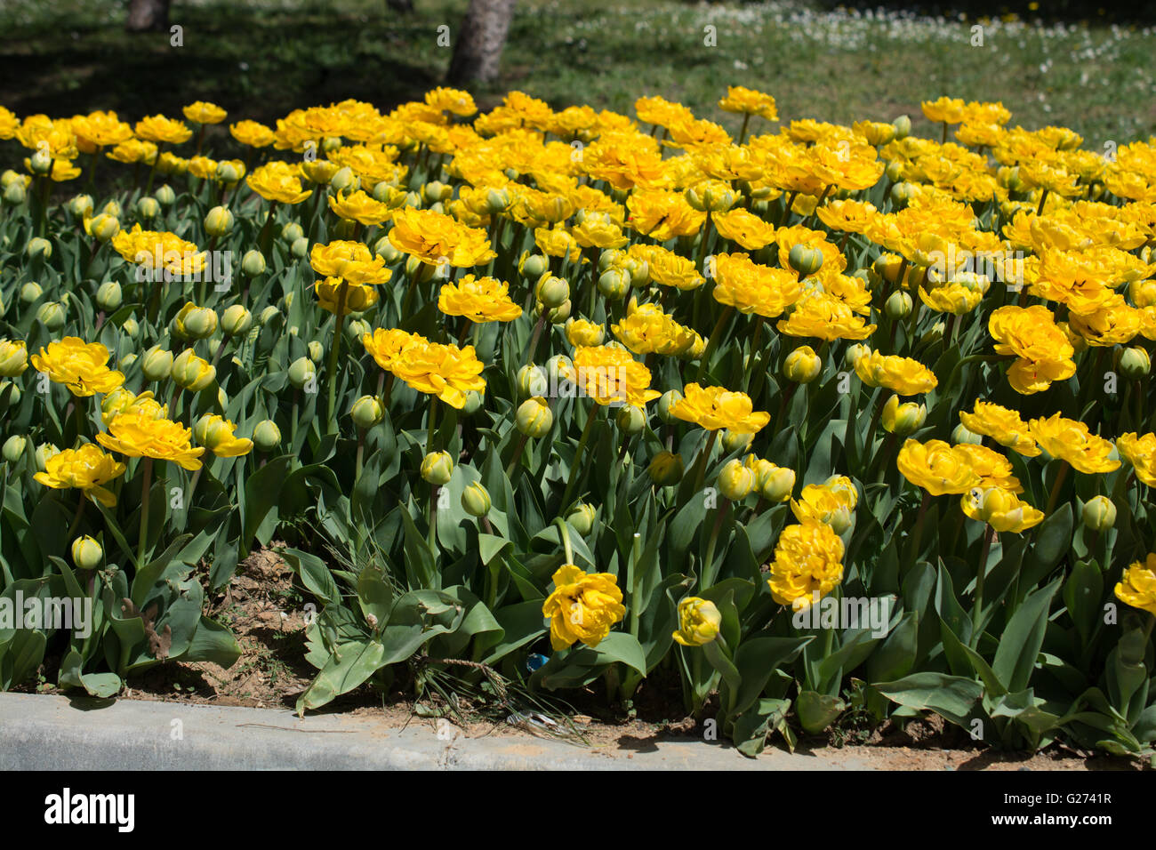 Fresh tulips of yellow color in nature in spring time Stock Photo - Alamy