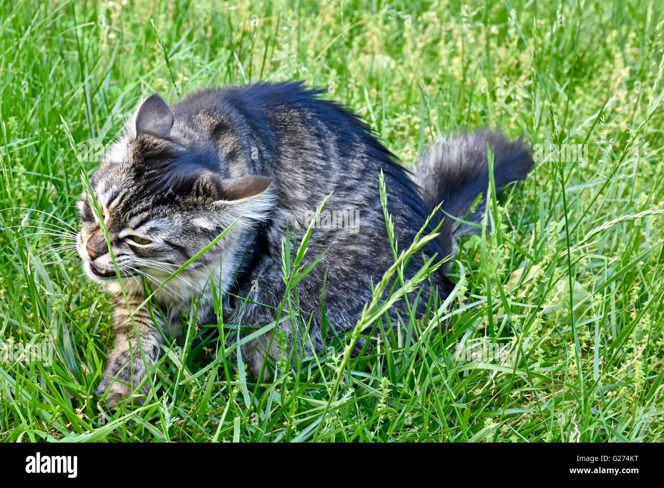 A cute cat playing outside in the grass Stock Photo - Alamy