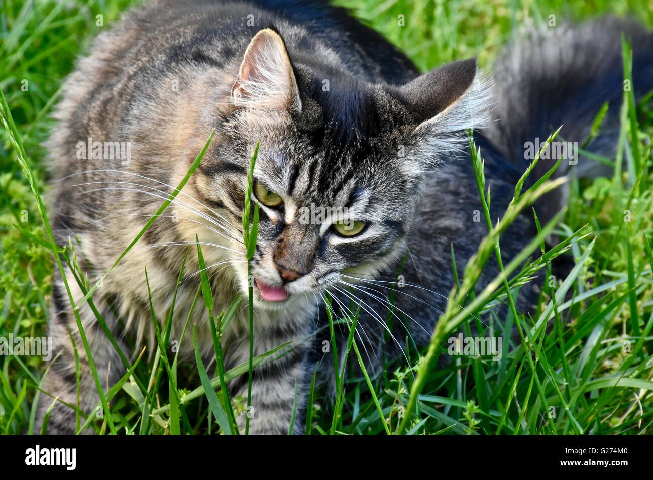 A cute cat playing outside in the grass Stock Photo - Alamy