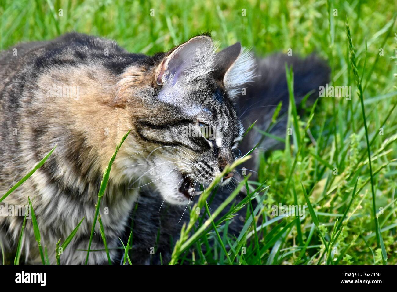 A cute cat playing outside in the grass Stock Photo - Alamy