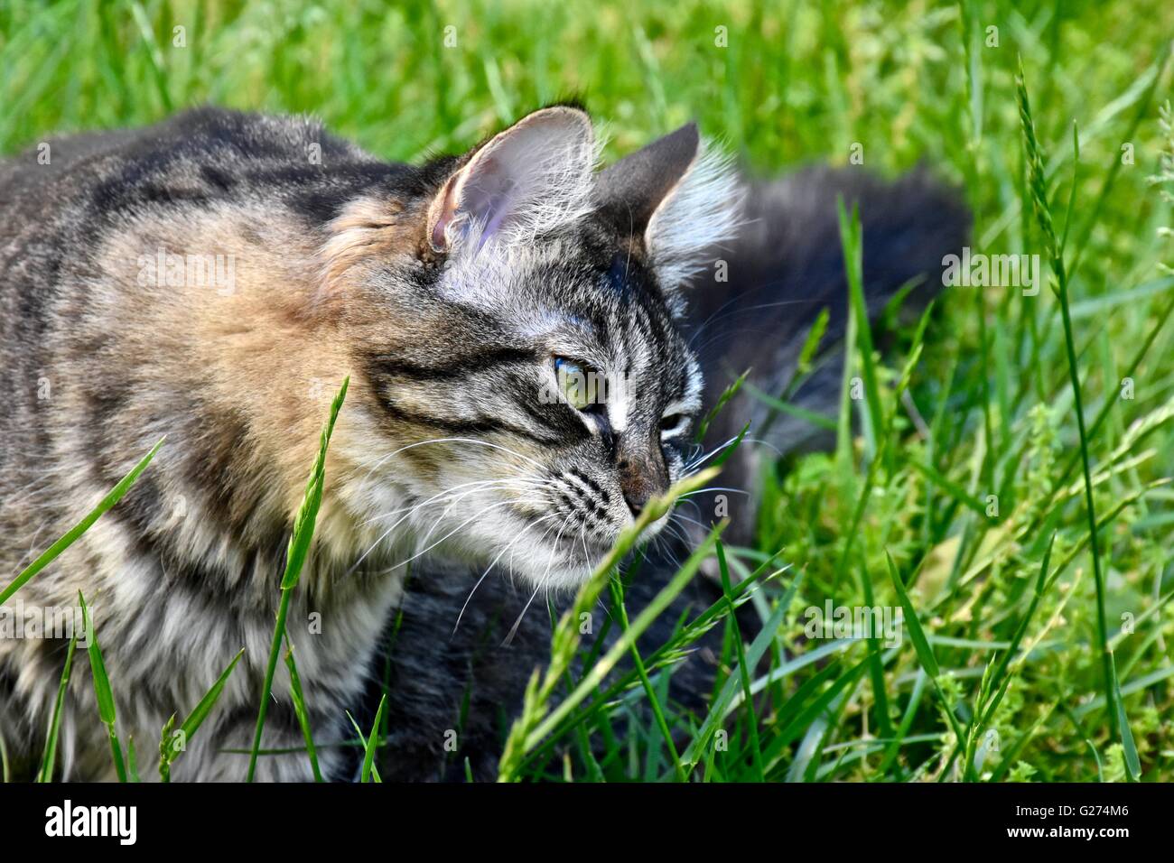 A cute cat playing outside in the grass Stock Photo - Alamy