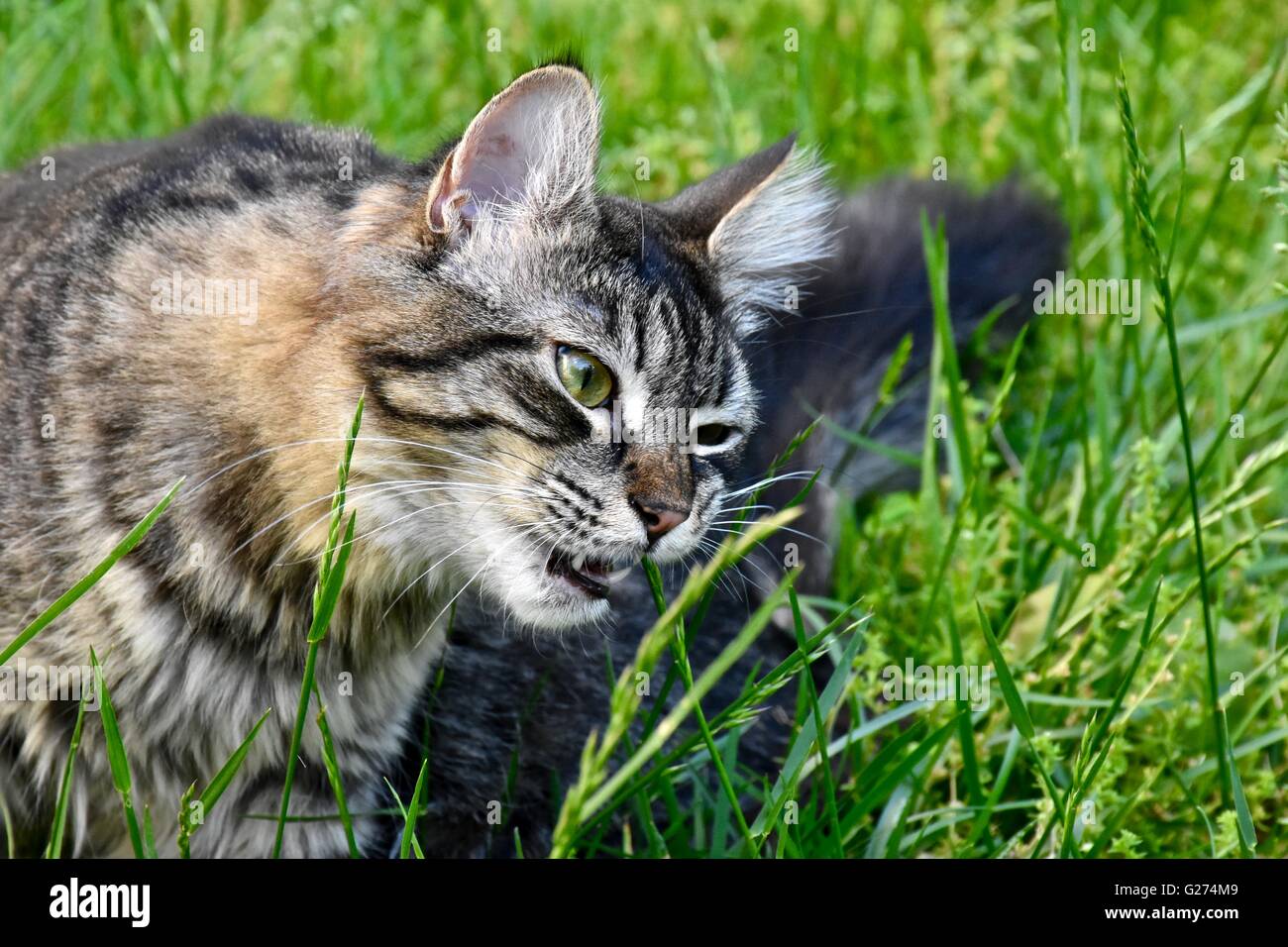 A cute cat playing outside in the grass Stock Photo - Alamy