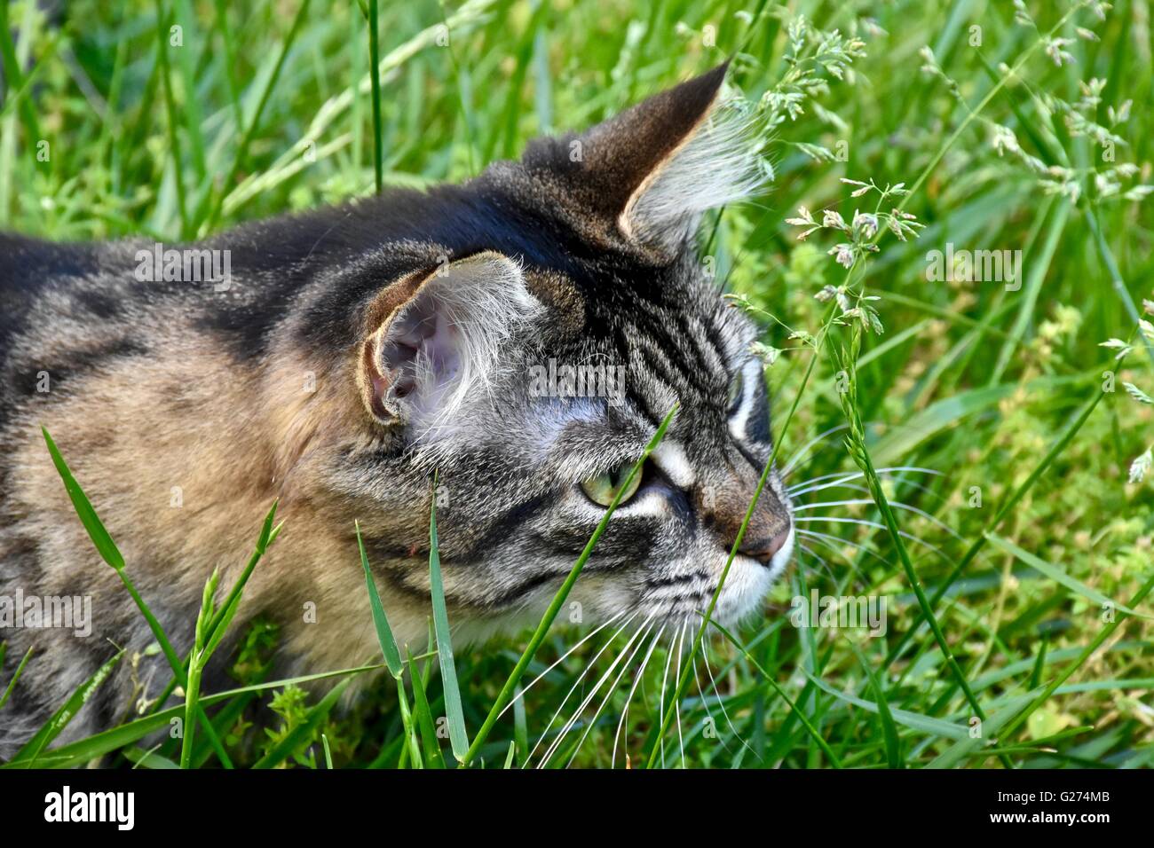 A cute cat playing outside in the grass Stock Photo - Alamy