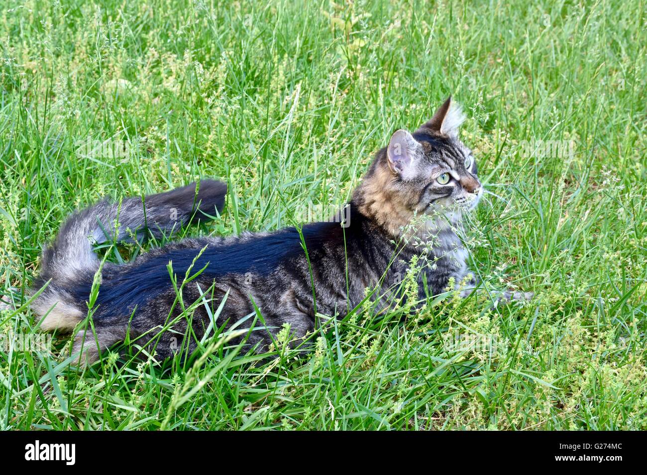 Cute animal playing outside hi-res stock photography and images - Alamy