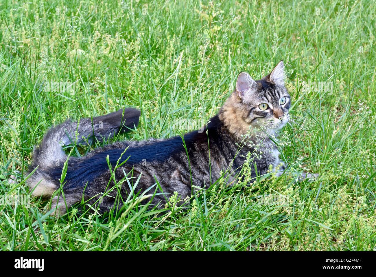 A cute cat playing outside in the grass Stock Photo - Alamy