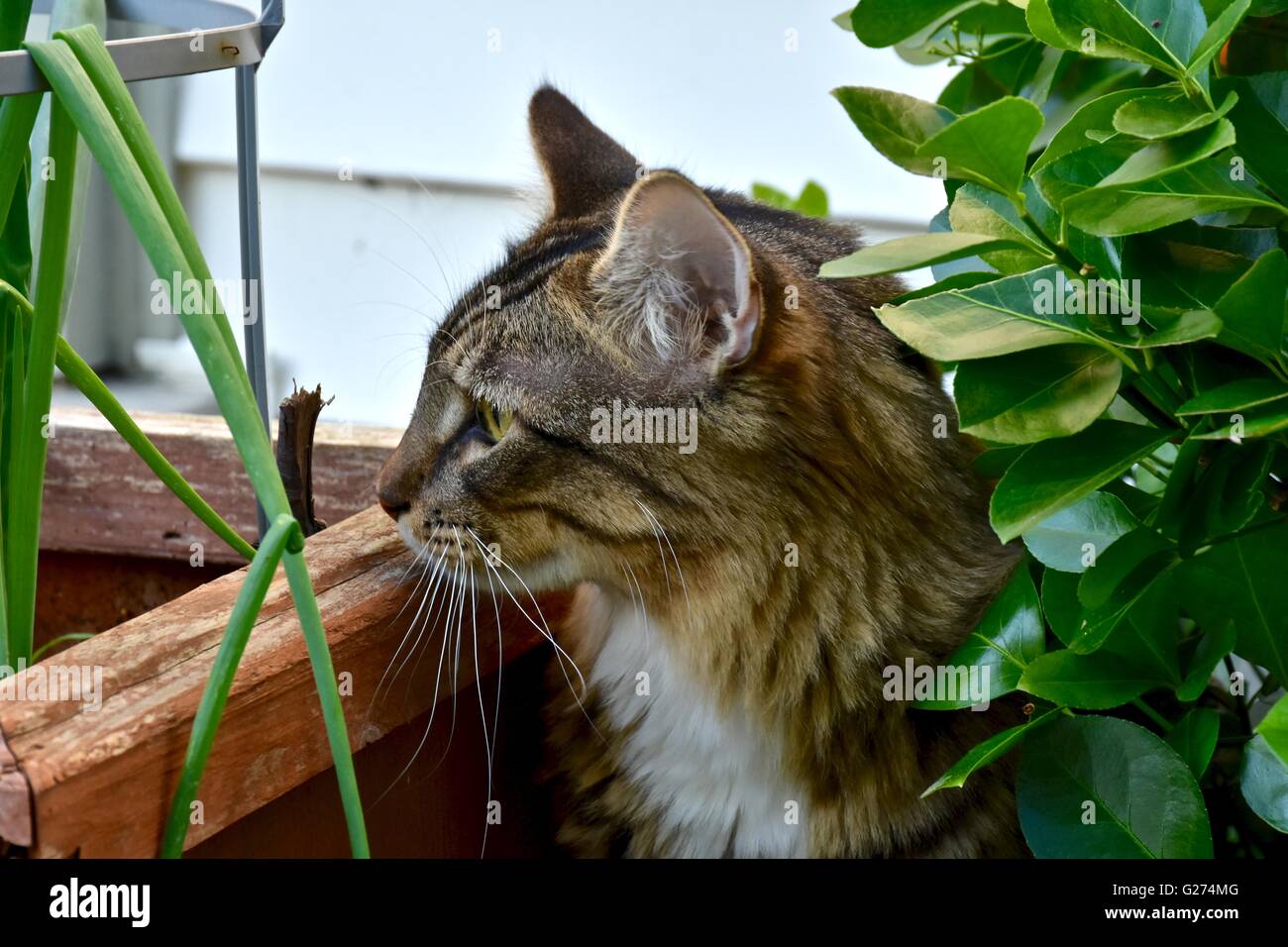A handsome male cat hiding behind a bush in the garden Stock Photo - Alamy