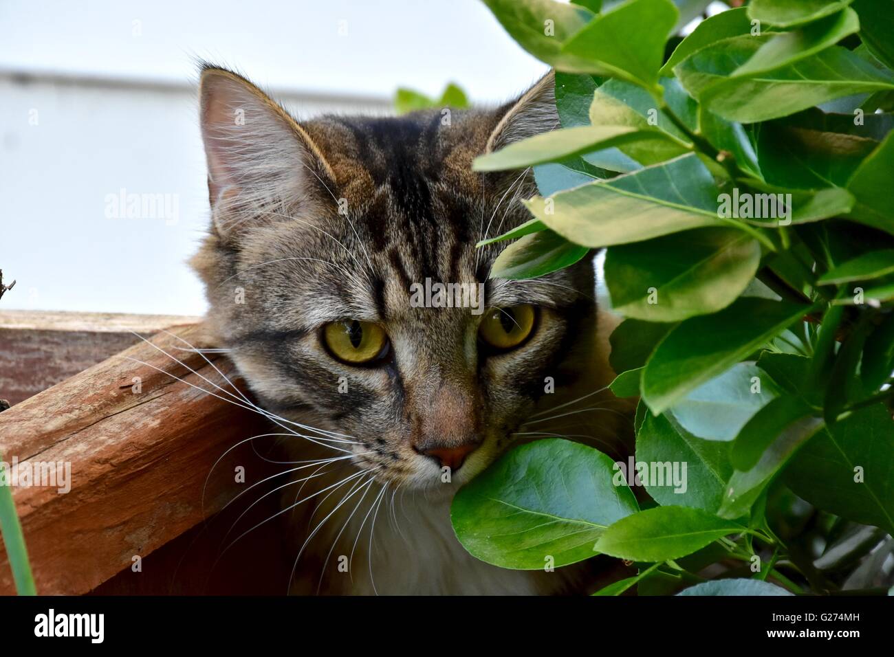 A handsome male cat hiding behind a bush in the garden Stock Photo - Alamy