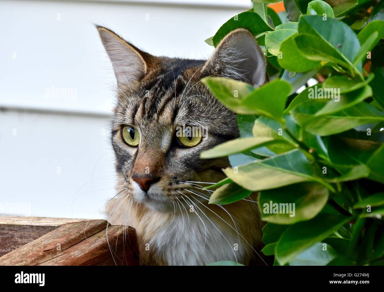 A handsome male cat hiding behind a bush in the garden Stock Photo - Alamy