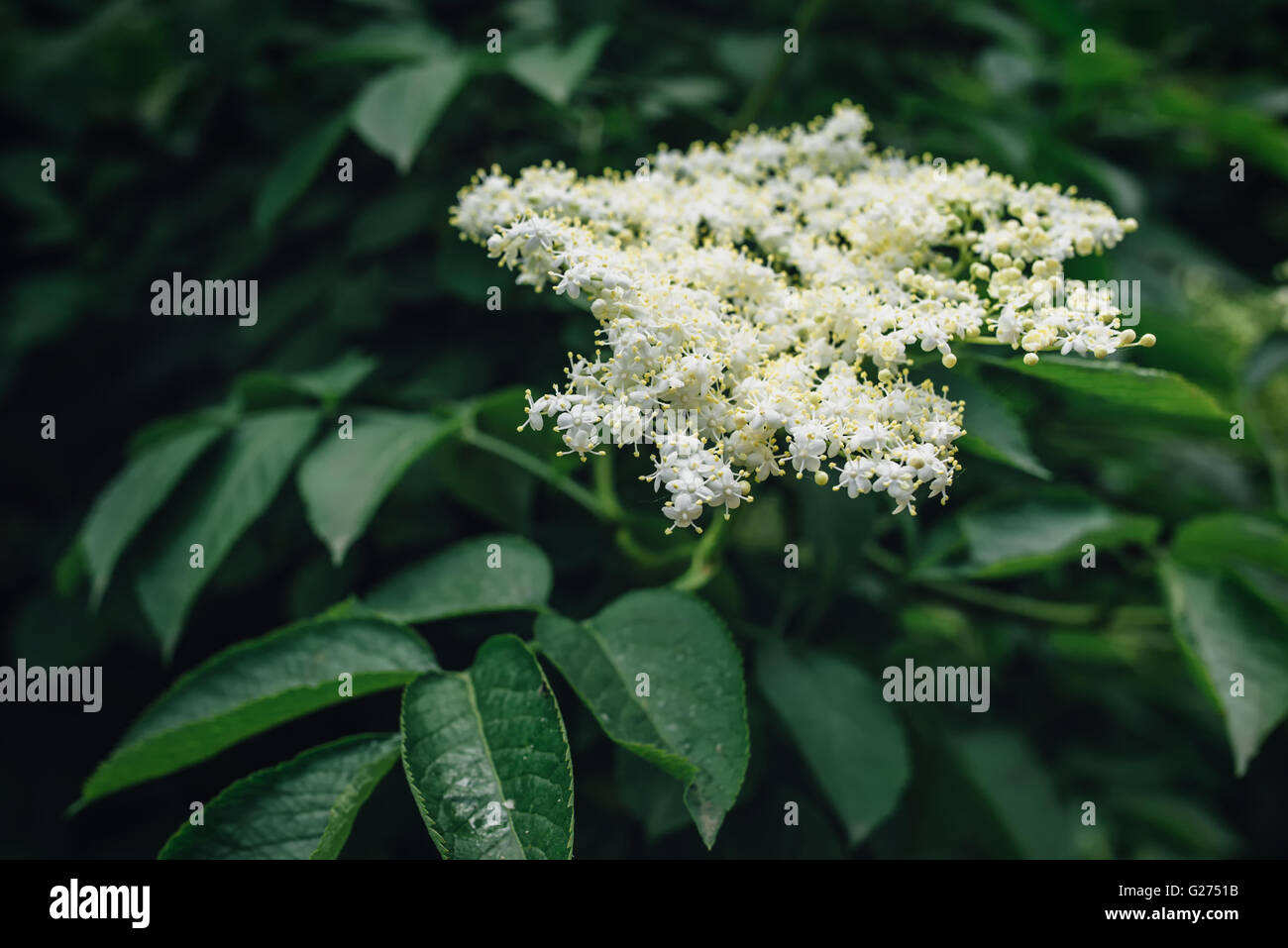 Elder tree flower hi-res stock photography and images - Alamy