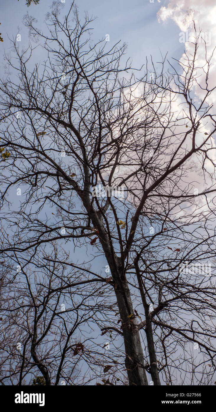 Baron tree hi-res stock photography and images - Alamy