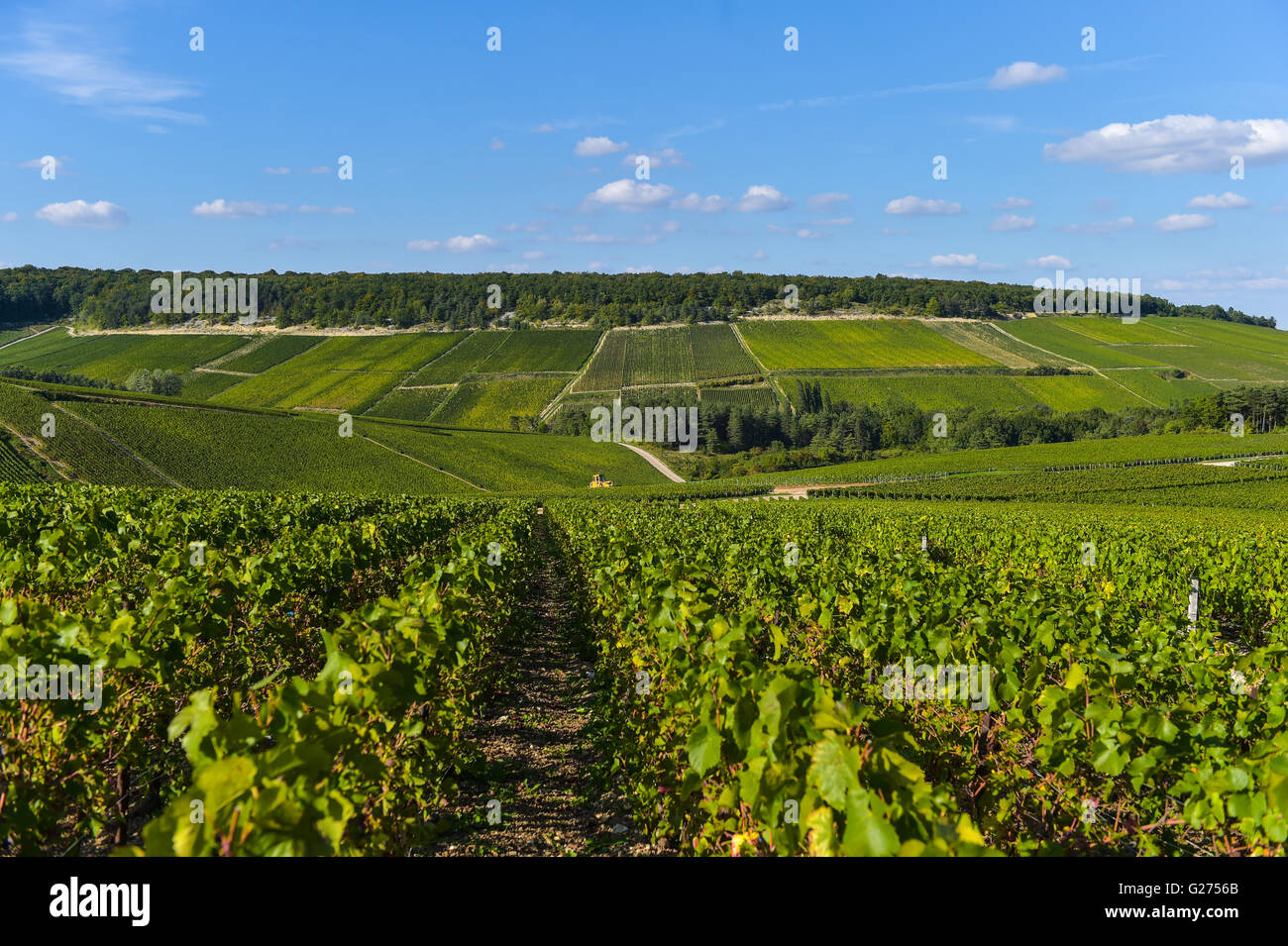 Champagne vineyards in the Cote des Bar area of the Aube department ...
