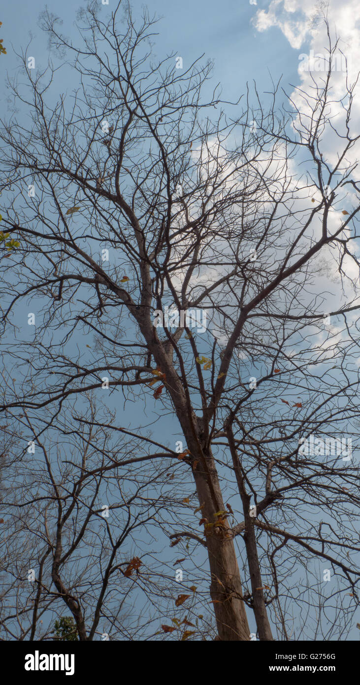 Baron tree hi-res stock photography and images - Alamy