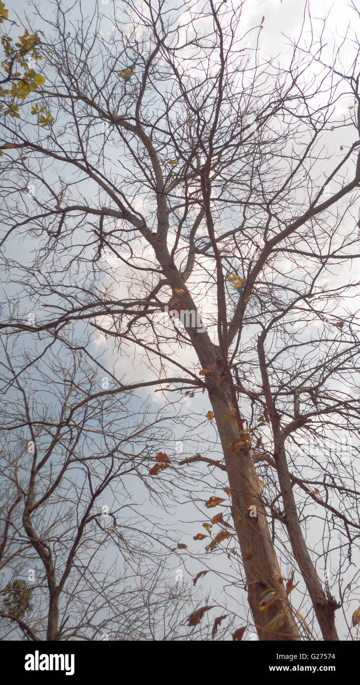 Baron tree hi-res stock photography and images - Alamy