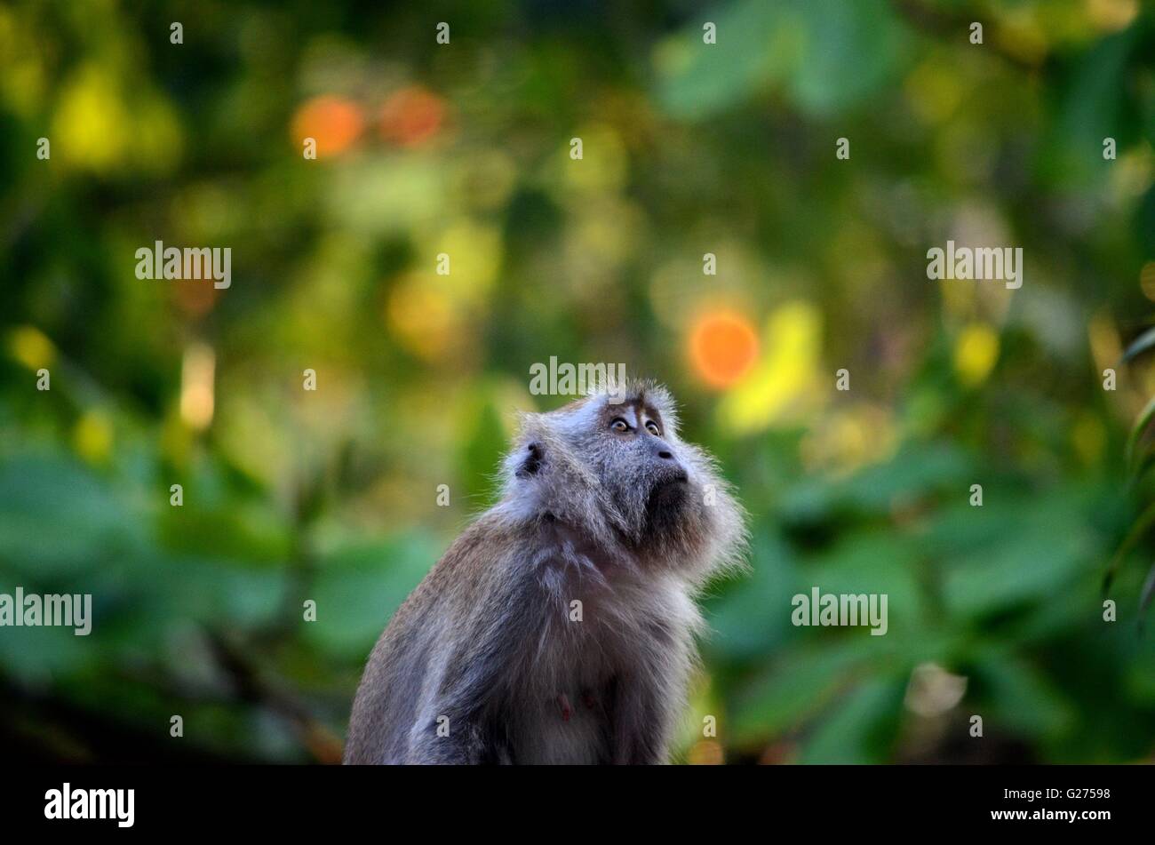Female long tailed macaque monkey in Malaysian rain forest jungle in ...