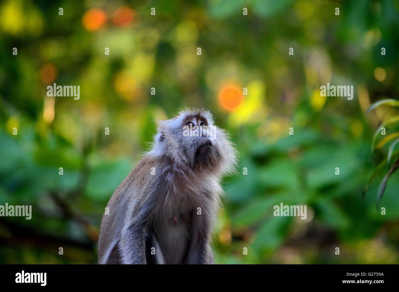 Female long tailed macaque monkey gazes upwards inside dense Malaysian ...