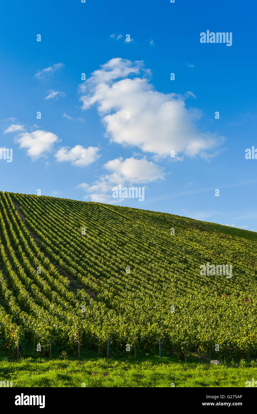 Champagne vineyards in the Cote des Bar area of the Aube department ...
