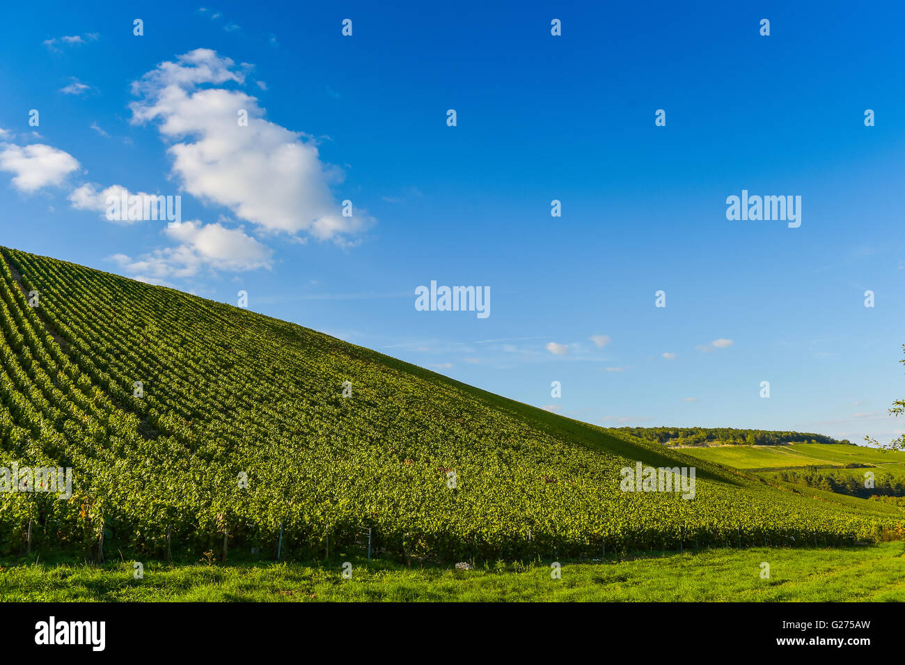 Champagne vineyards in the Cote des Bar area of the Aube department ...