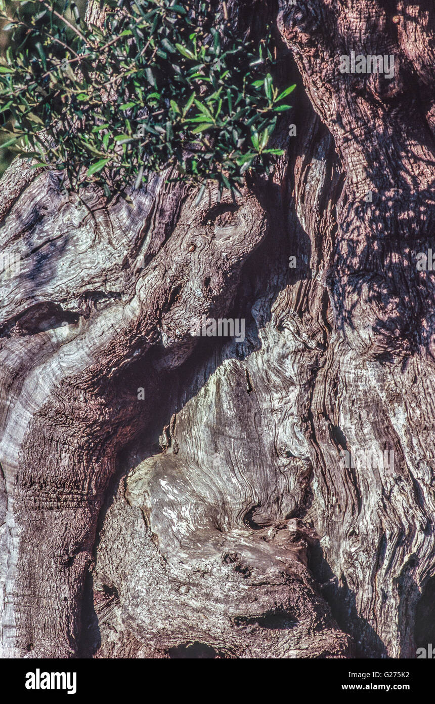 Albero ulivo puglia hi-res stock photography and images - Alamy
