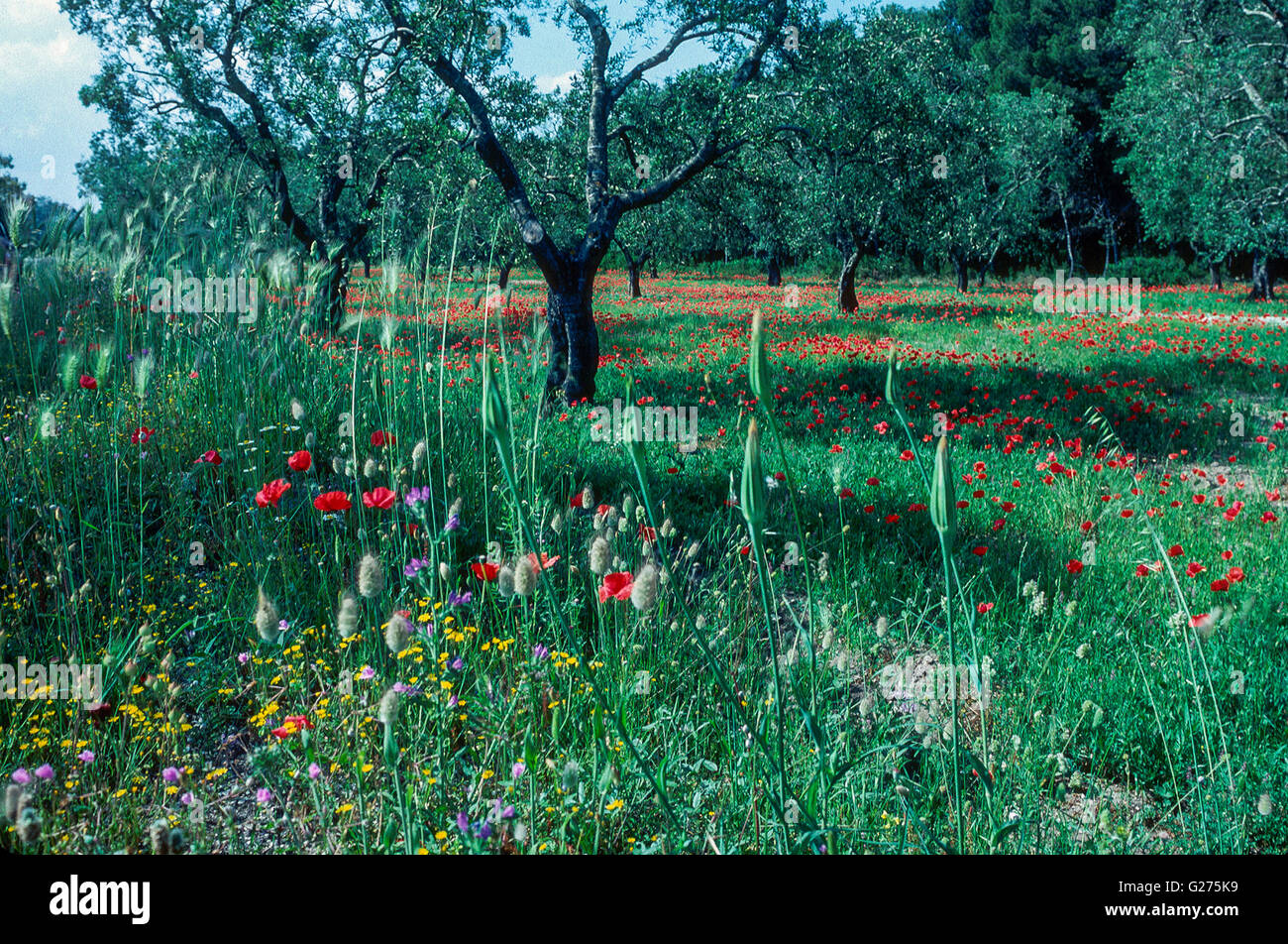 Olive tree puglia italia hi-res stock photography and images - Alamy