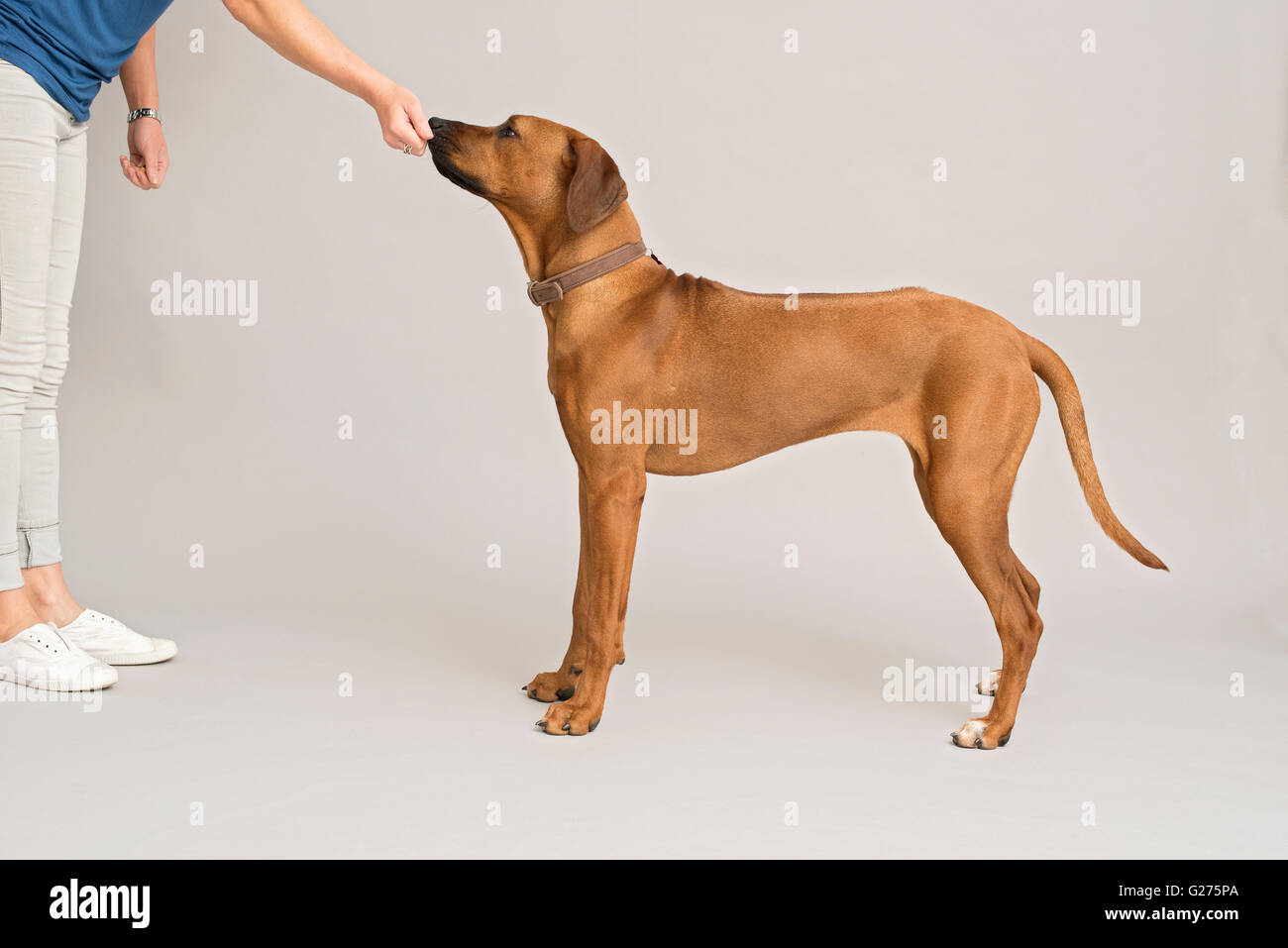 Rhodesian ridge back hi-res stock photography and images - Alamy