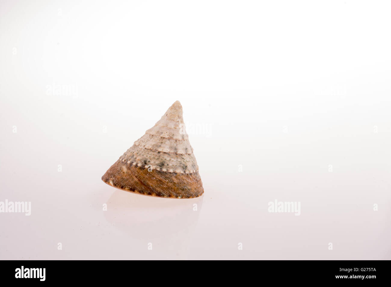 Beautiful sea shell on a white background Stock Photo - Alamy