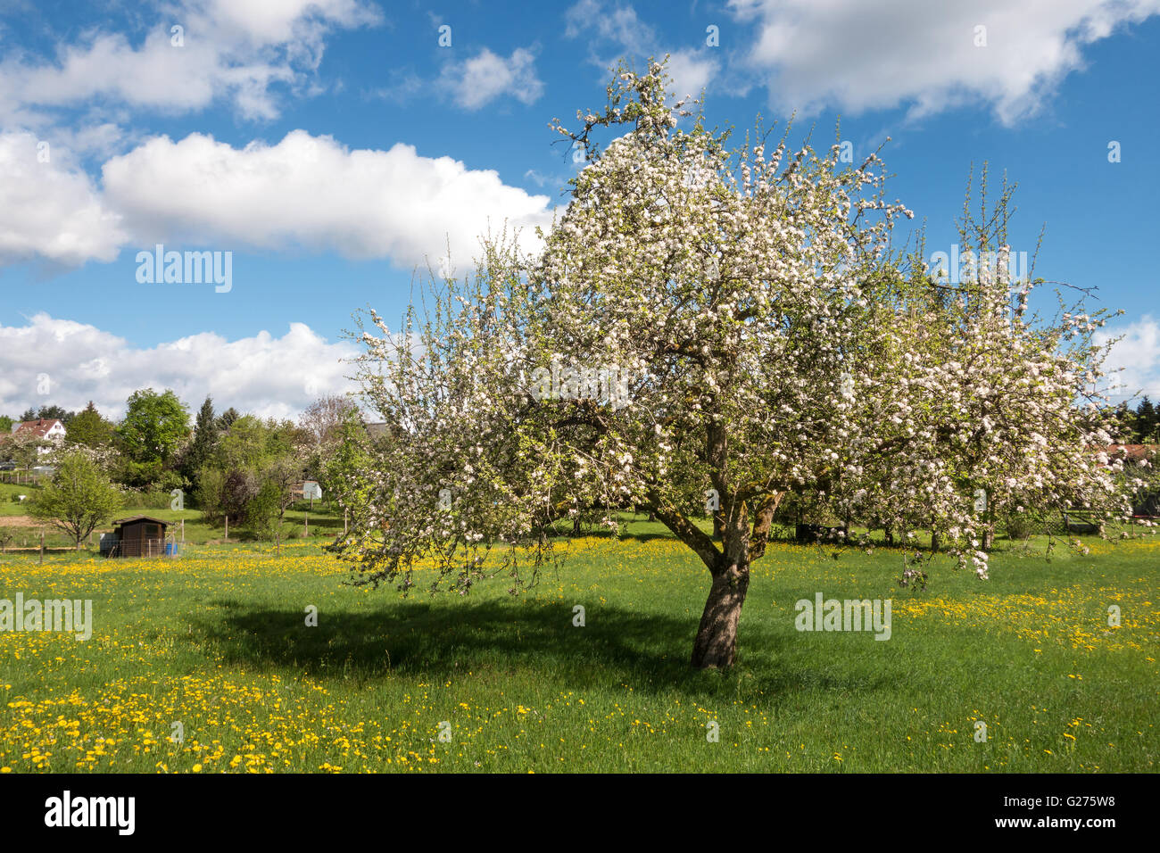 Blooming apple tree in a meadow Stock Photo - Alamy