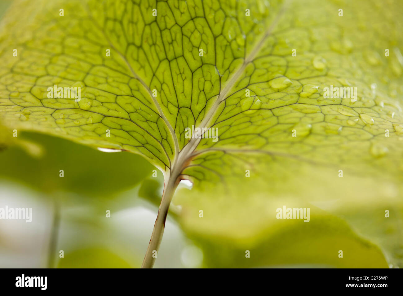 Hawaii plant hi-res stock photography and images - Alamy