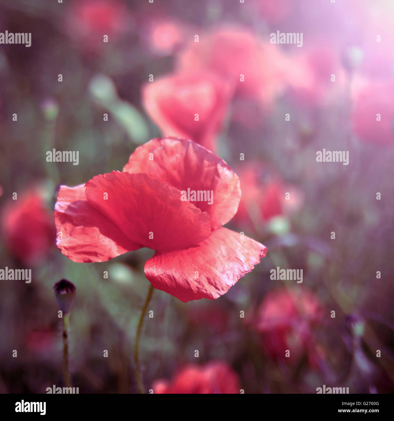 Red field hi-res stock photography and images - Alamy