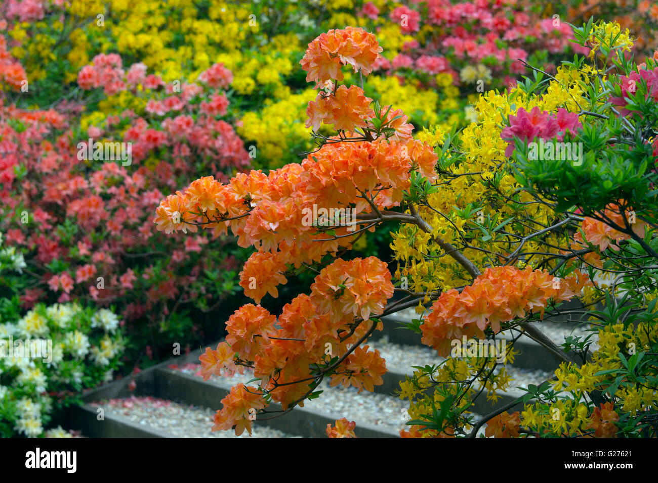 Azaleas in full spring bloom the woodland Garden at Blickling Norfolk ...
