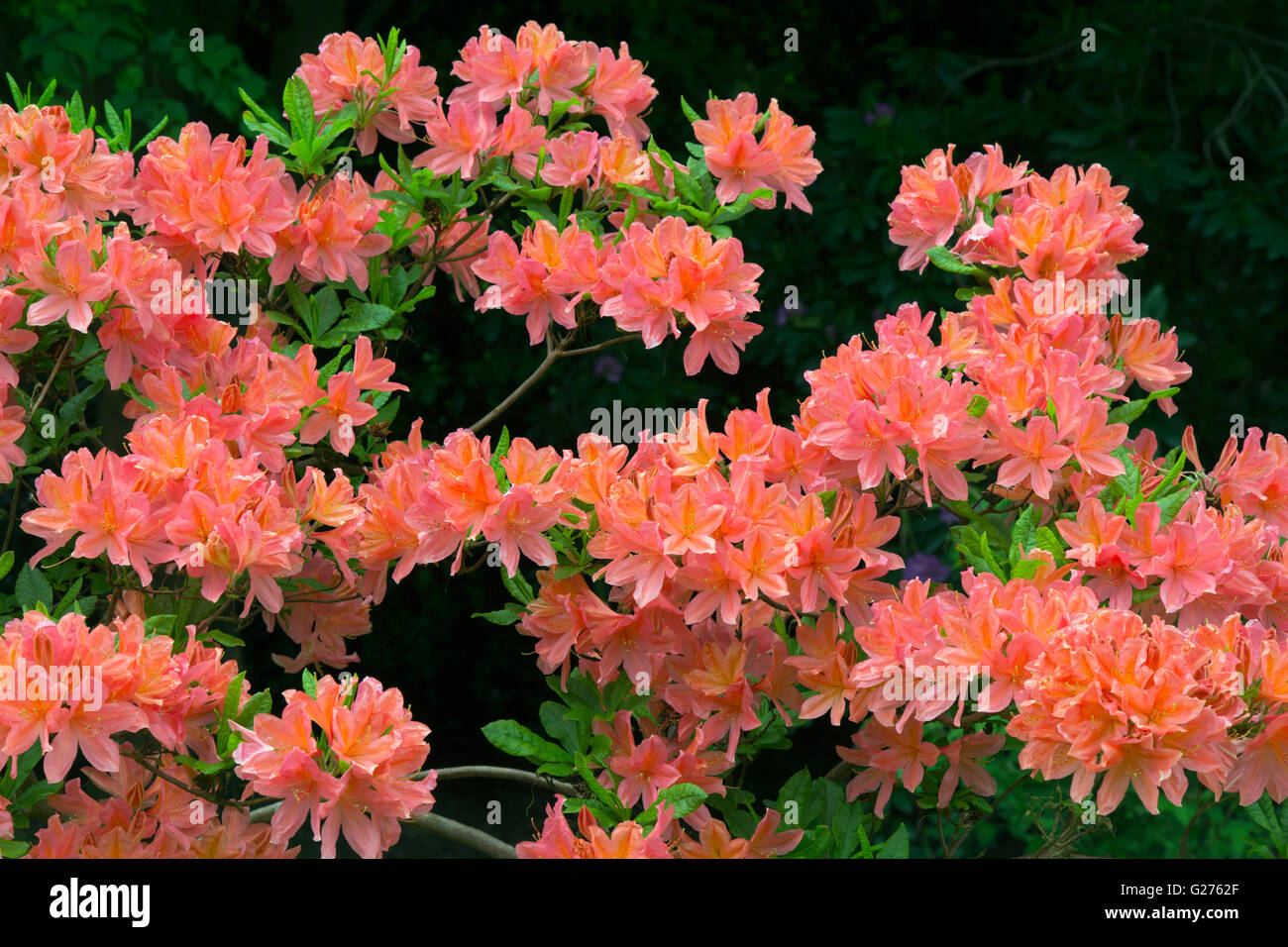 Azaleas in full bloom the woodland Garden at Blickling Norfolk Stock ...
