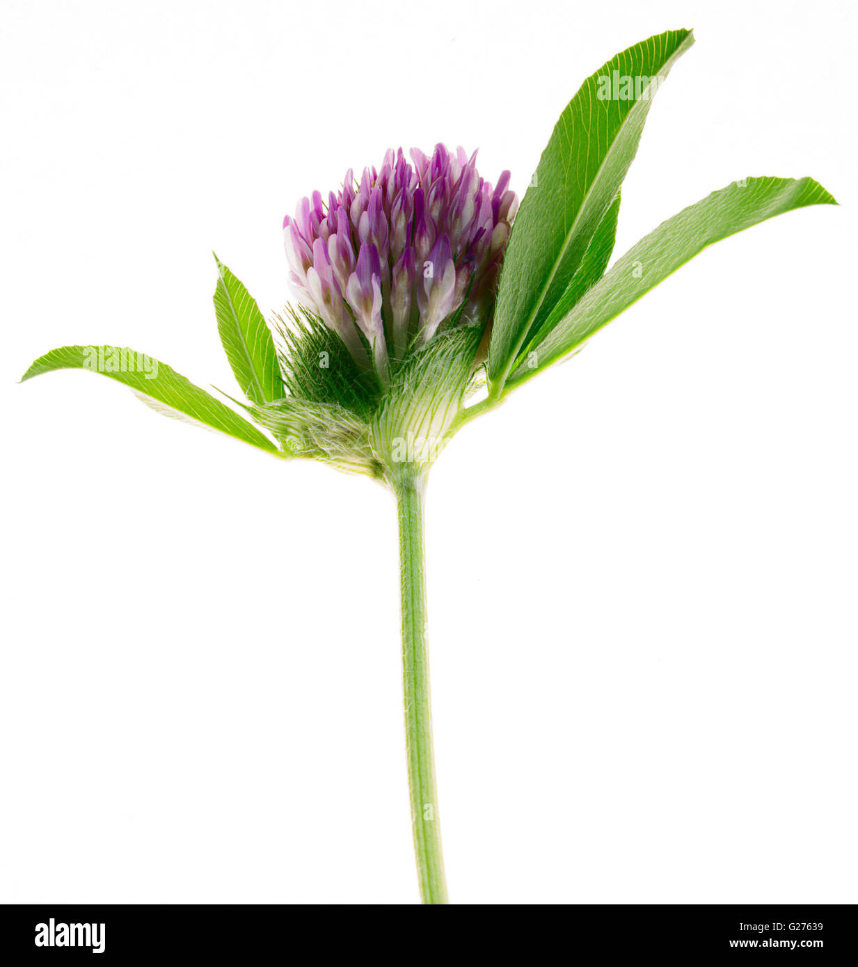 single clover trefoil flower close up isolated on white background ...