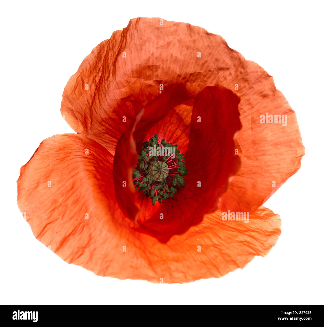 translucent macro poppy flower isolated white background Stock Photo ...