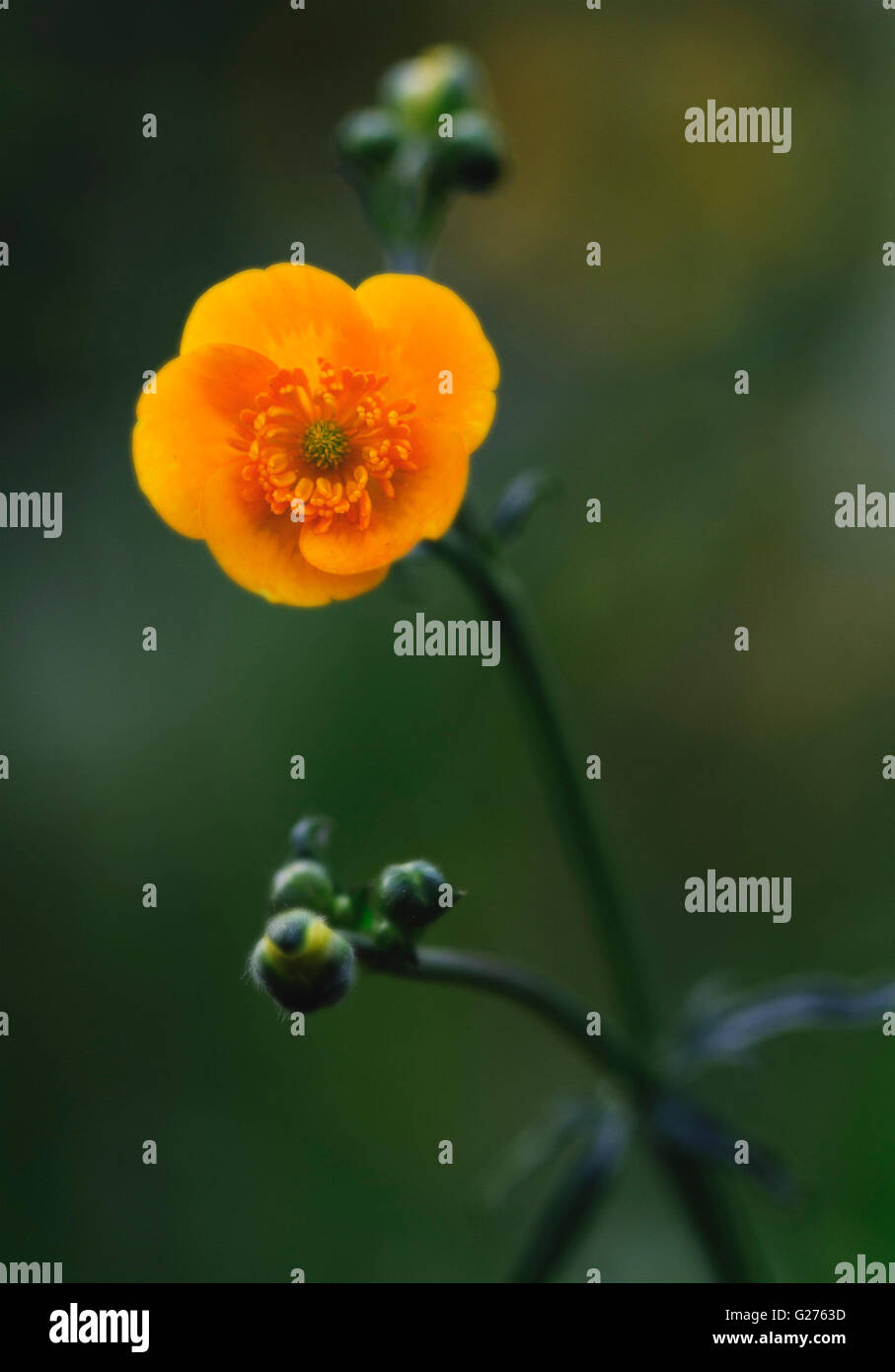 Buttercup flower painting hi-res stock photography and images - Alamy