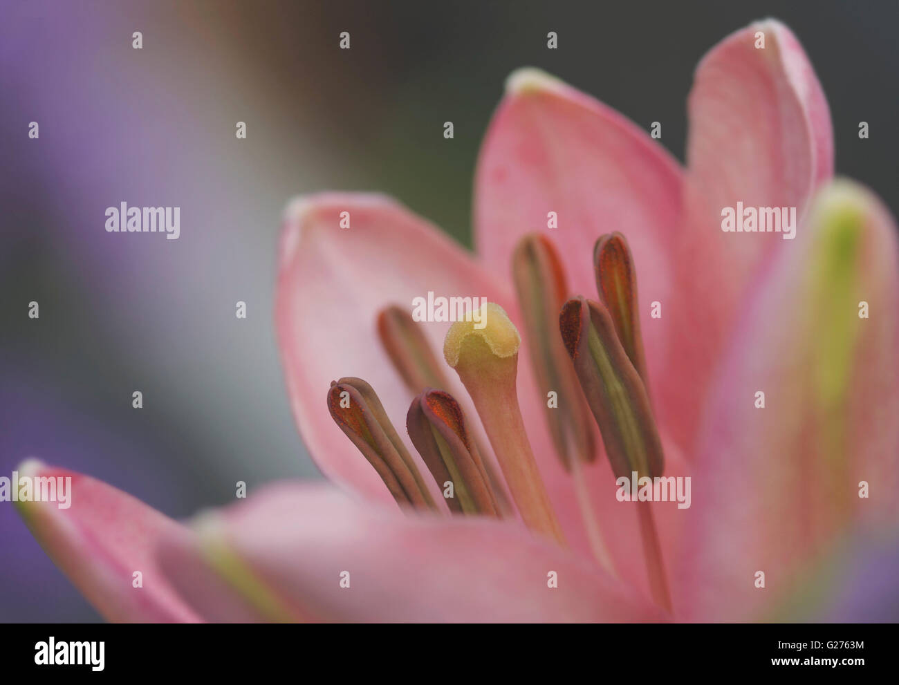 macro open pink tulip showing stamens Stock Photo - Alamy