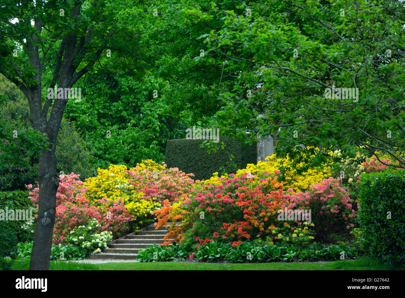 Azaleas in full bloom the woodland Garden at Blickling Norfolk Stock ...