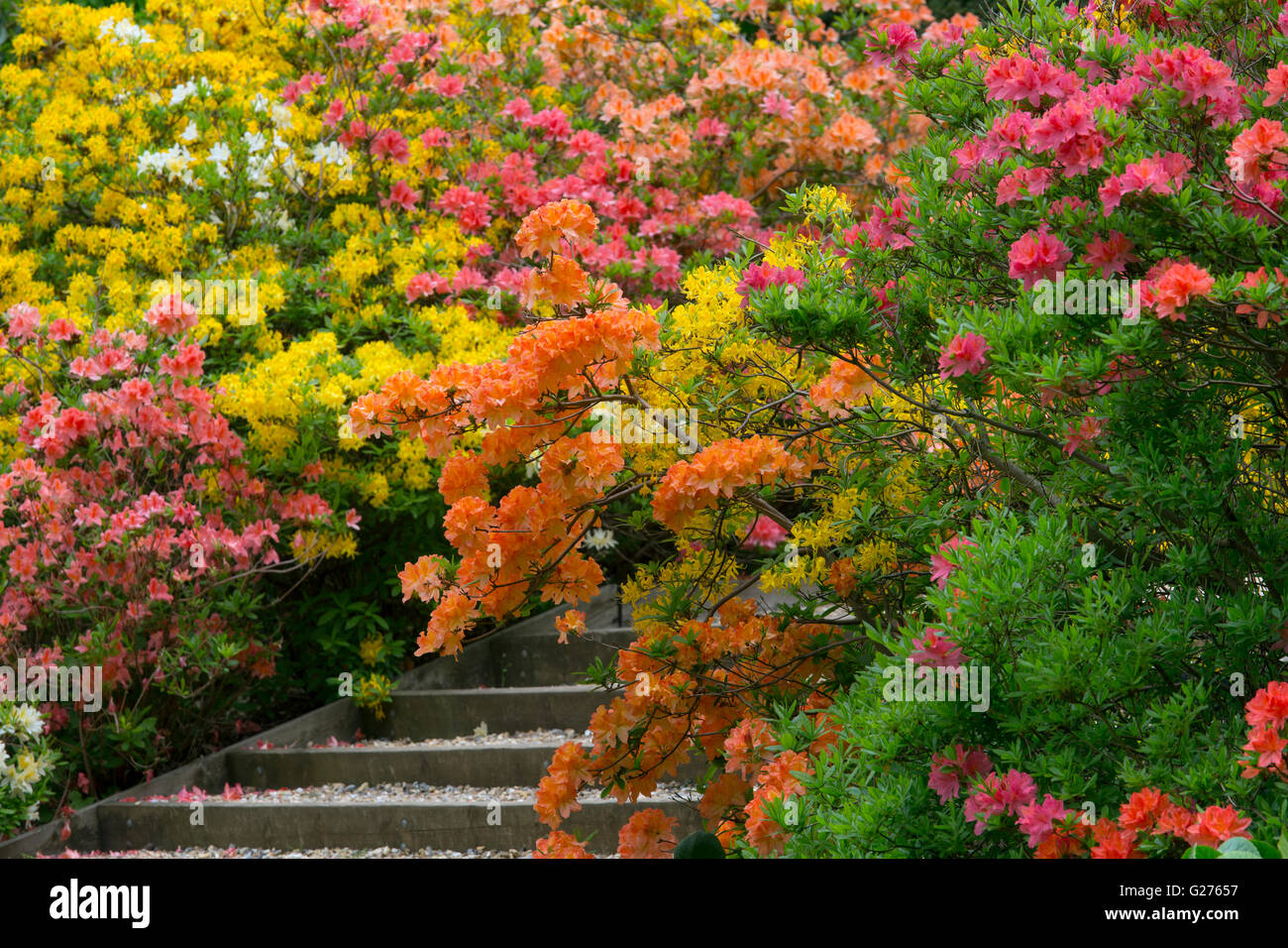 Azaleas in full spring bloom the woodland Garden at Blickling Norfolk ...