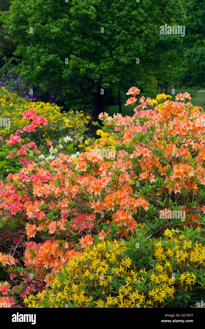 Azaleas in full spring bloom the woodland Garden at Blickling Norfolk ...