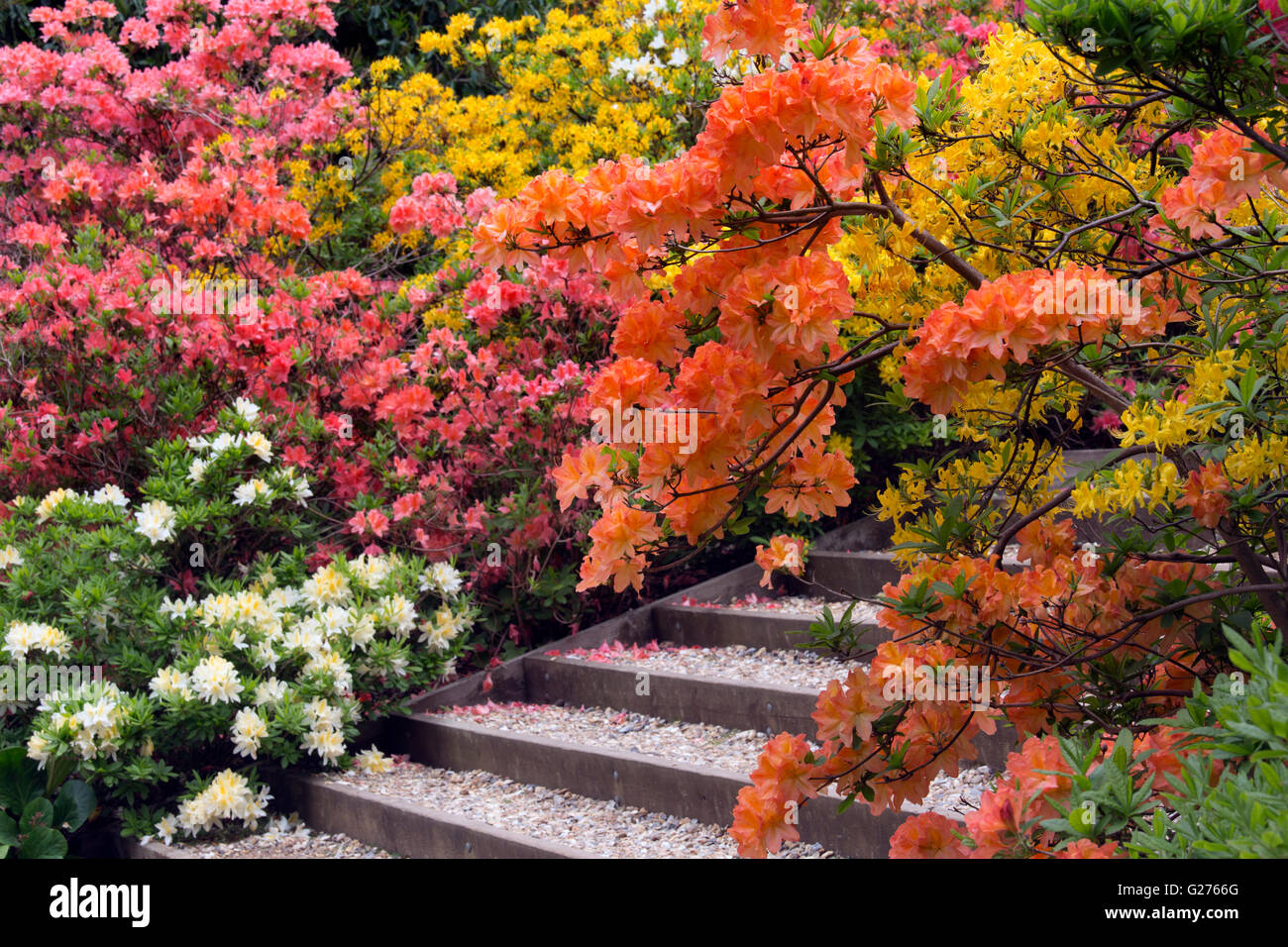 Azaleas in full spring bloom the woodland Garden at Blickling Norfolk ...