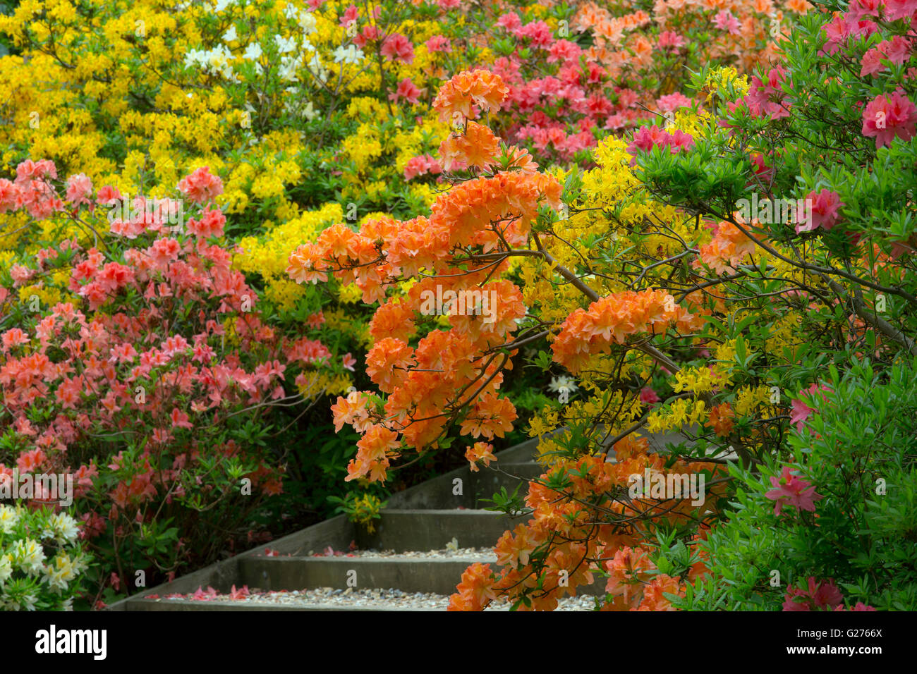 Azaleas in full spring bloom the woodland Garden at Blickling Norfolk ...