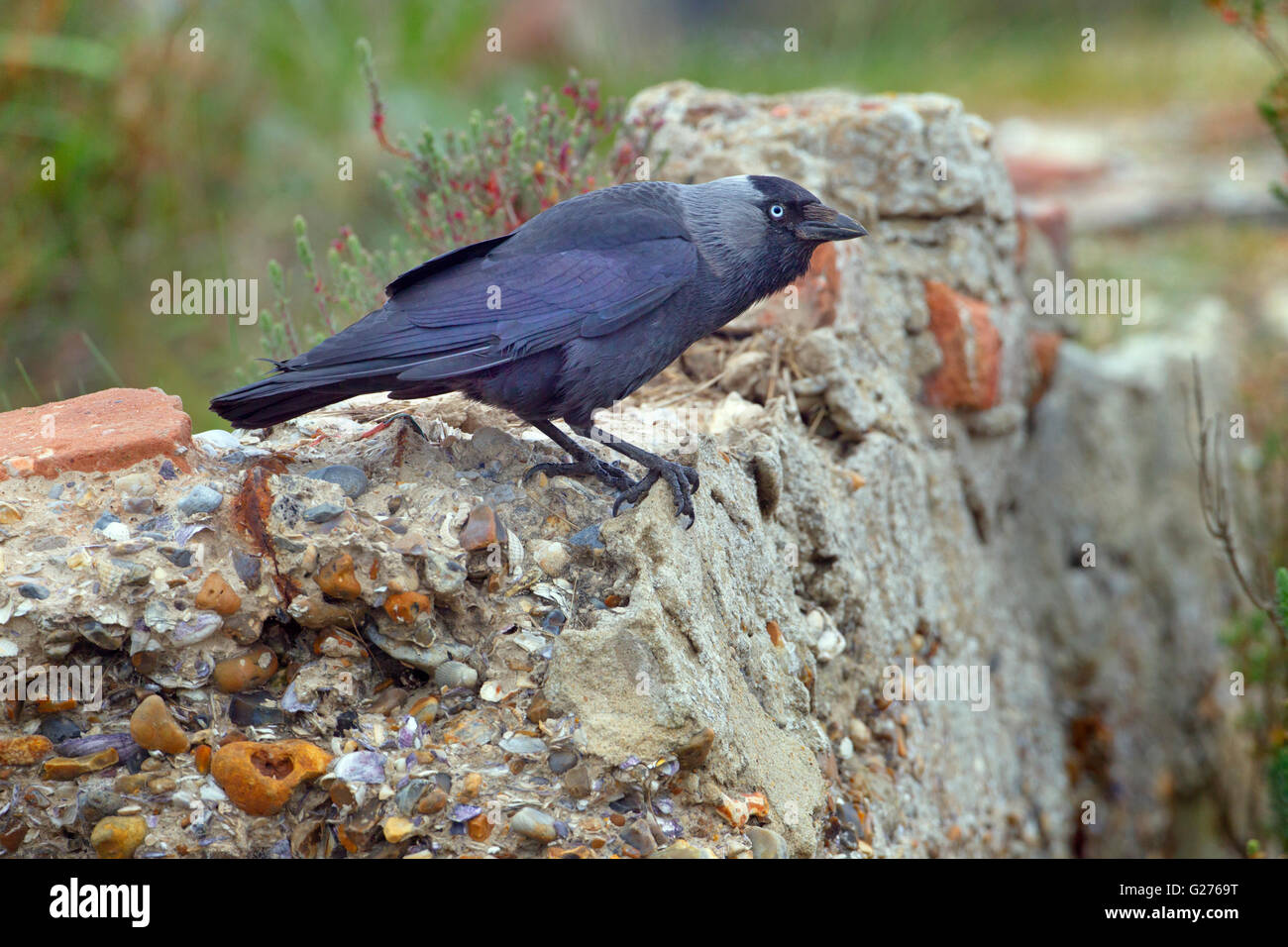 Jackdaw nest hi-res stock photography and images - Alamy