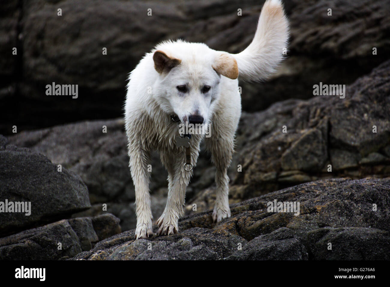 Dog climbing hi-res stock photography and images - Alamy