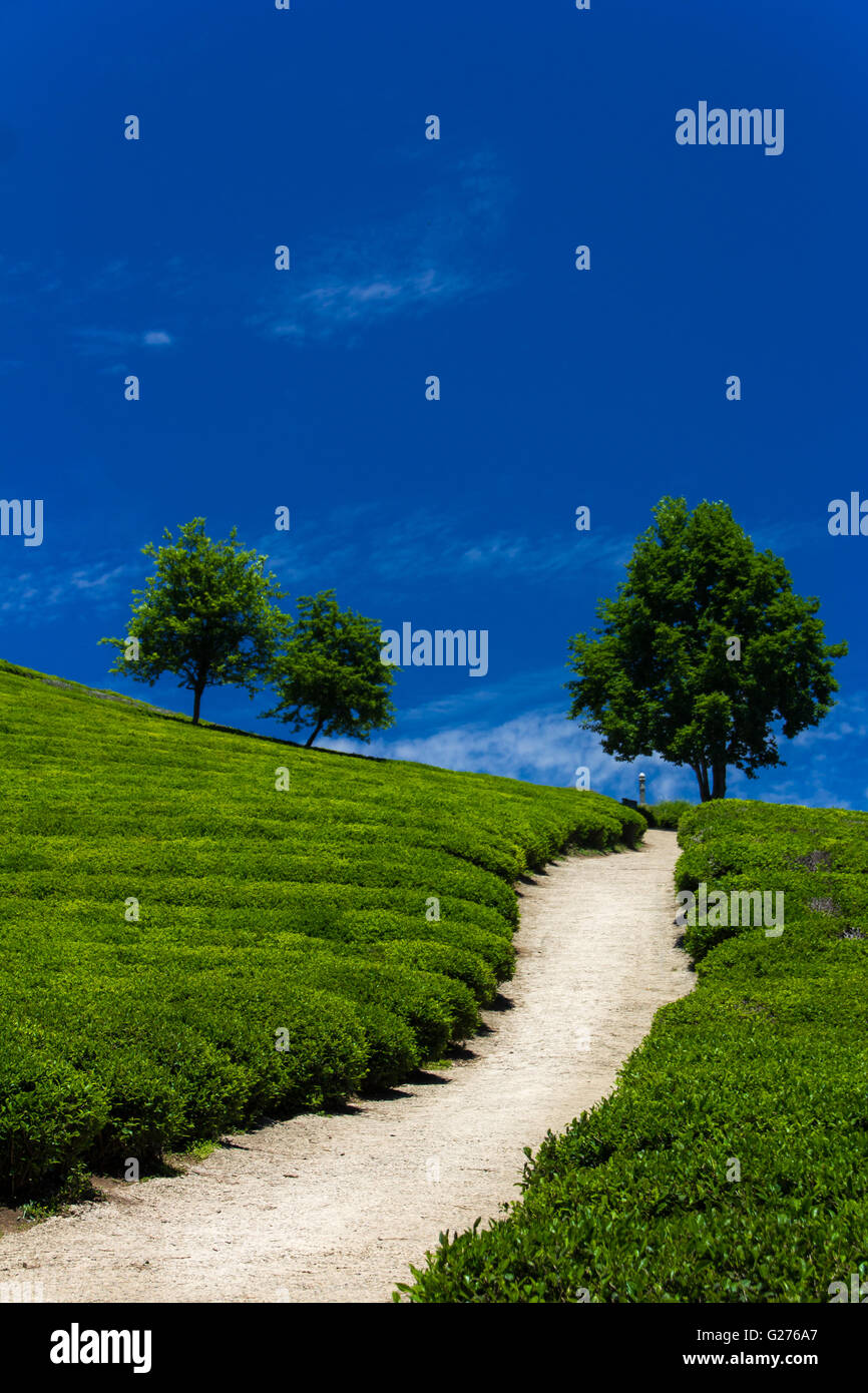 Green Tea Fields South Korea Stock Photo - Alamy