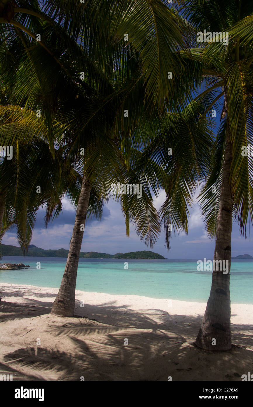 Beaches and Palm Trees of the Philippines Stock Photo - Alamy